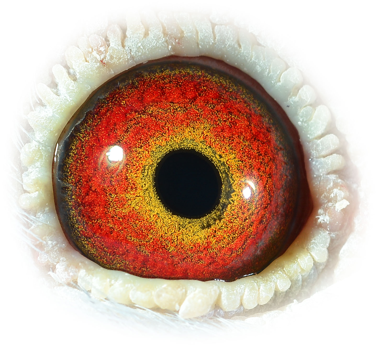 M&C Hansen - Racing Pigeons Online