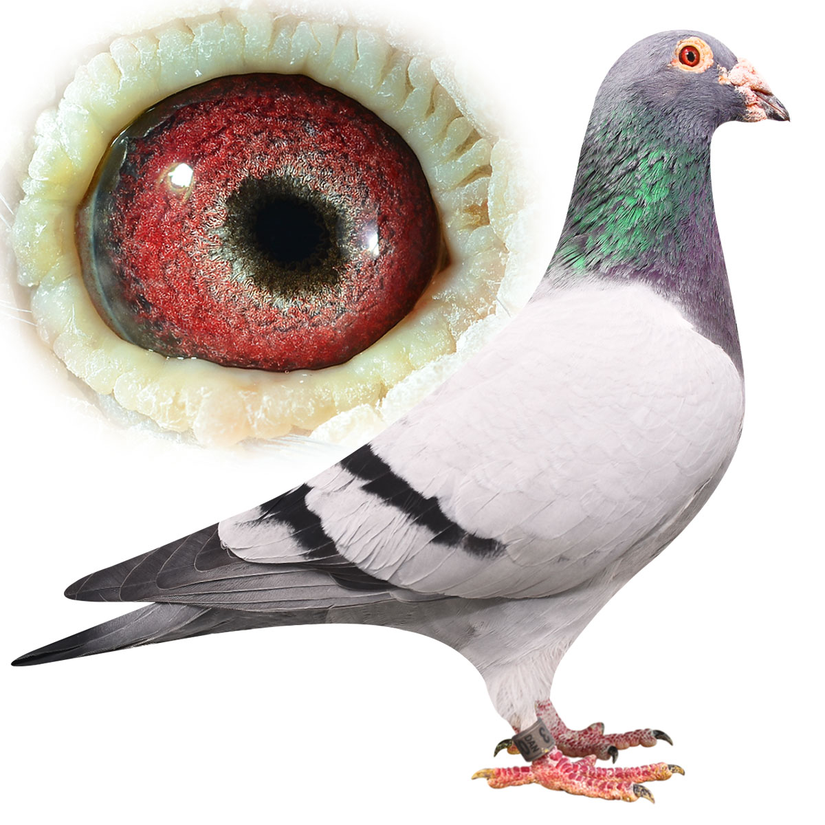 M&C Hansen - Racing Pigeons Online