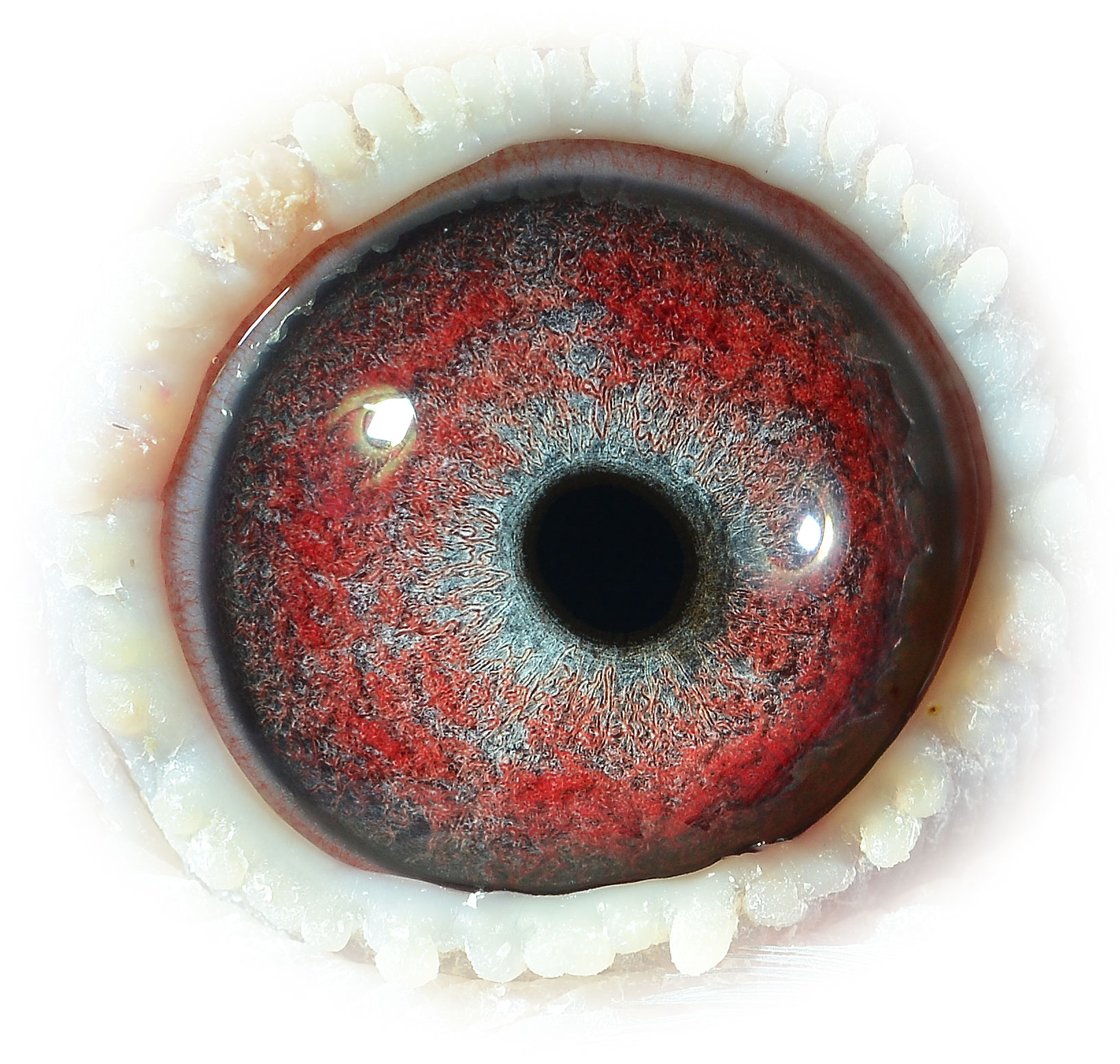 M&C Hansen - Racing Pigeons Online