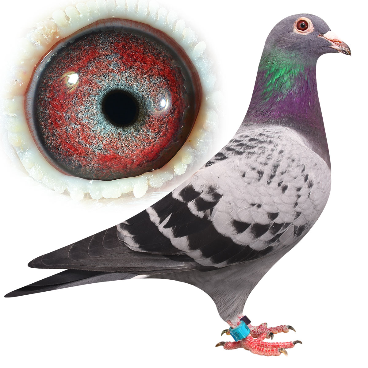 M&C Hansen - Racing Pigeons Online