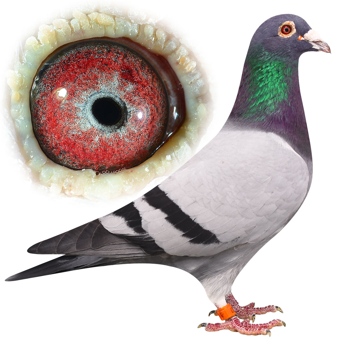 M&C Hansen - Racing Pigeons Online