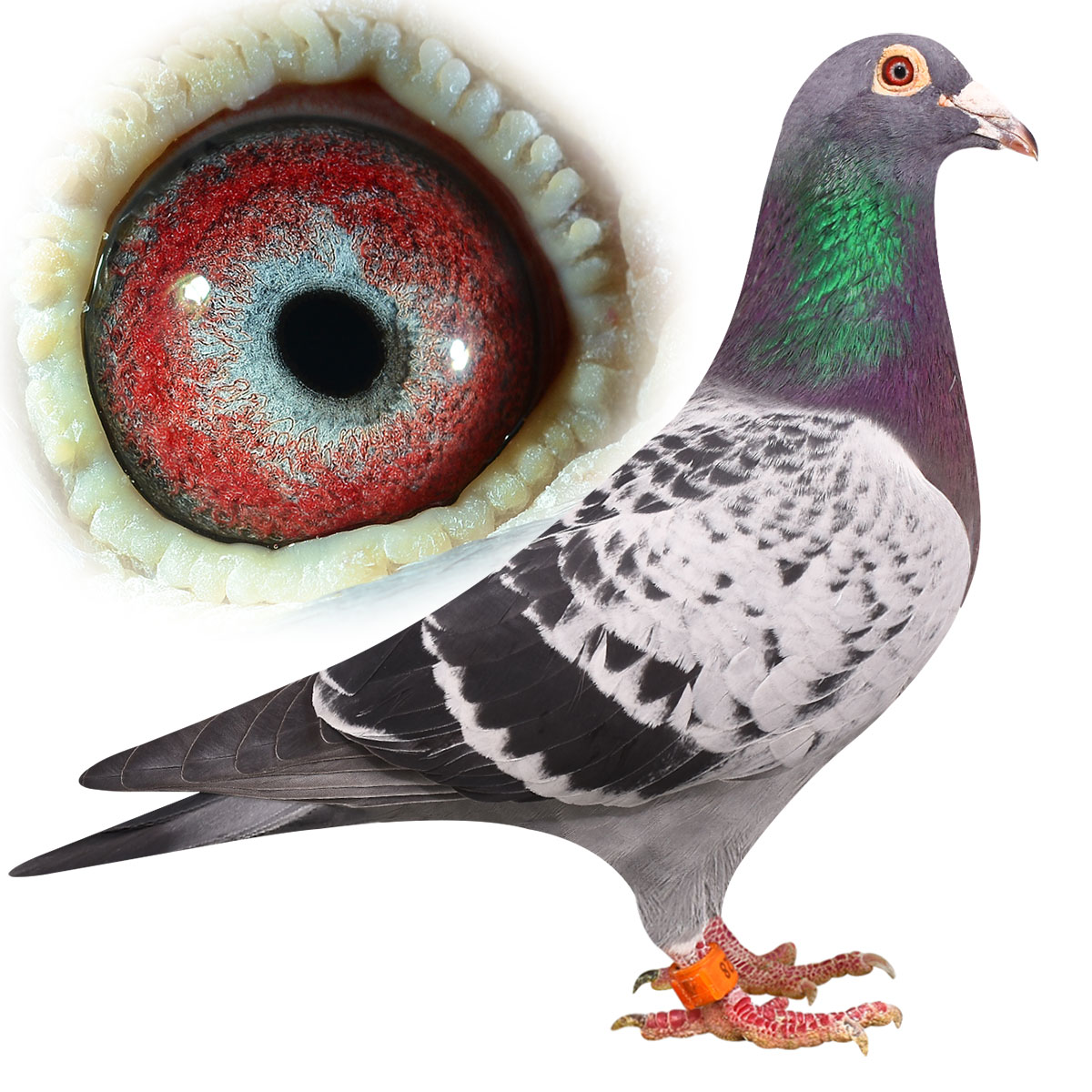 M&C Hansen - Racing Pigeons Online