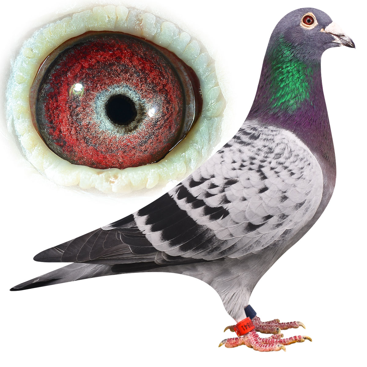 M&C Hansen - Racing Pigeons Online