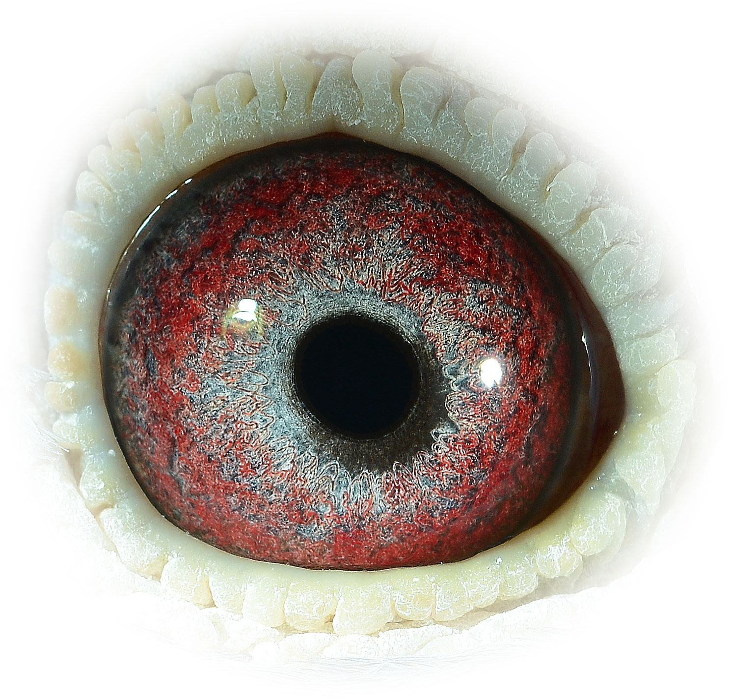 M&C Hansen - Racing Pigeons Online